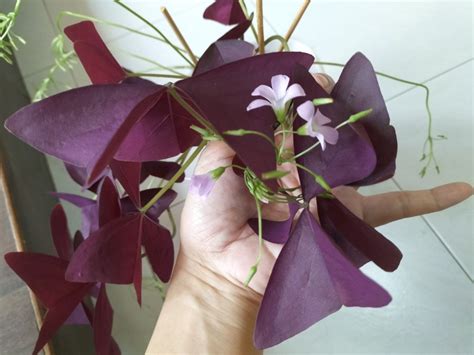 Oxalis Triangularis Plant Furniture And Home Living Gardening Plants And Seeds On Carousell Oxalis Triangularis Plant Furniture And Home Living Gardening Plants And Seeds On Carousell