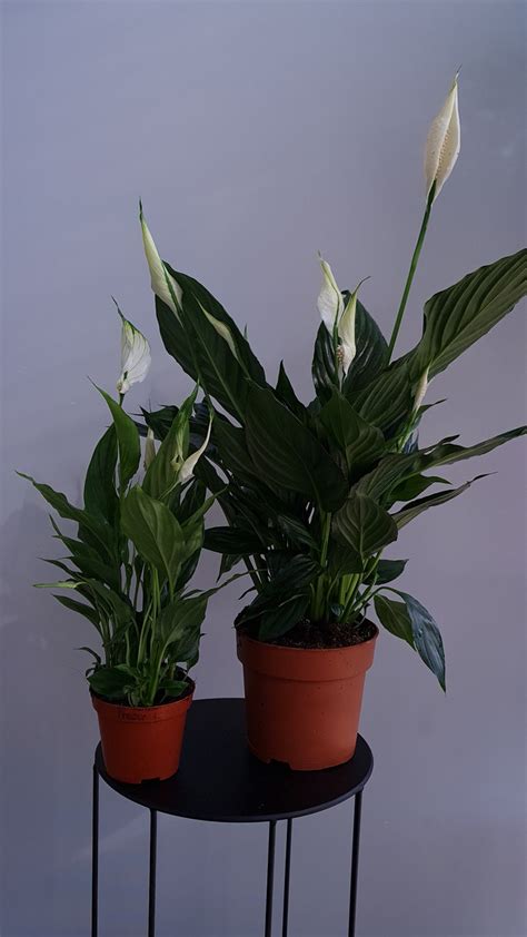 Купить Спатифилум Chopin, цена 170 грн — Prom.ua (ID#1776842892)