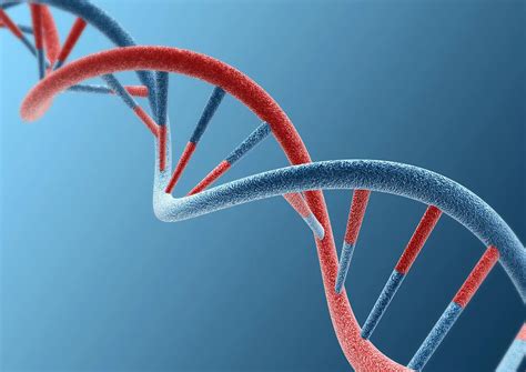 31 Facts About Genetic Recombination