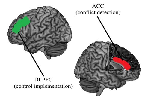 Dorsolateral Prefrontal Cortex Dlpfc And Anterior Cingulate Cortex Acc