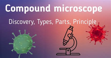 Compound Microscope Discovery Types Principle And Definition