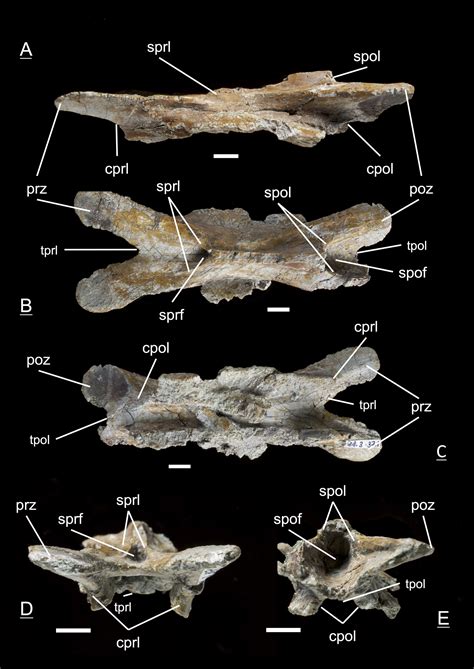 The First Juvenile Specimens Of Plateosaurus Engelhardti From Frick