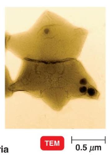 Ch 4 Microbiology Flashcards Quizlet