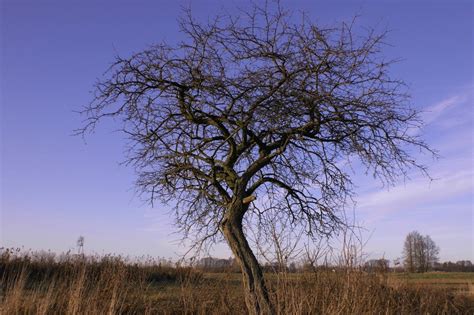 Leafless Tree Meaning And Symbolism No Escape And Rebirth