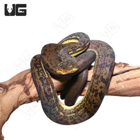 Pythons For Sale Underground Reptiles