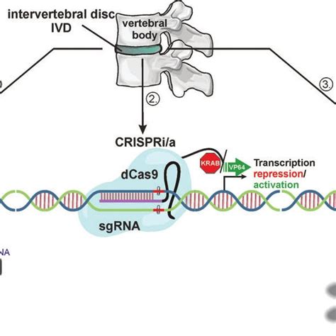 CRISPR Epigenome Editing In Primary IVD Cells And Stem Cells A