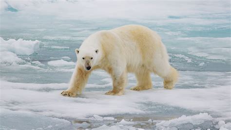 What Is A Polar Bears Weight Bagusdwipayana