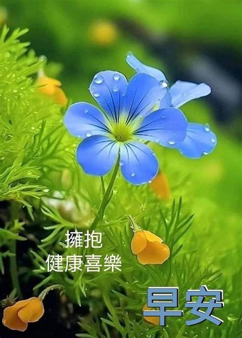 ボード早安午安晚安のピン2024 祝福 幸福 花草