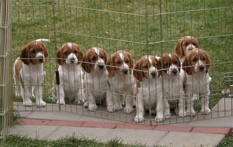 Wyld Wynd Welsh Springer Spaniels Home