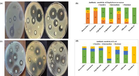 A Antibiotic Sensitivity Test Of Isolated S Aureus Kirby Bauer Download Scientific Diagram