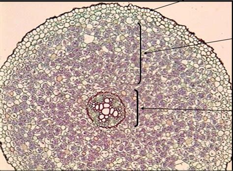 Dicot Root Diagram Quizlet