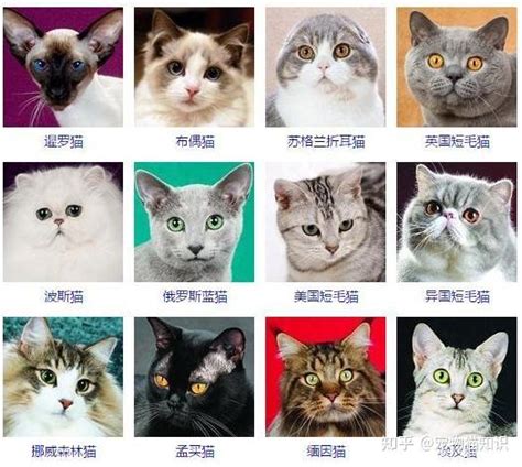 猫的种类有哪些？猫咪种类大全 知乎
