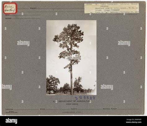Tree Identification Pine Shortleaf Photographs Relating To National