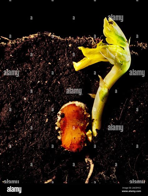 Germination Of A Broad Bean Seed Vicia Faba With Half Of The Pot