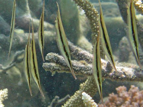 Jointed Razorfish Species Aeoliscus Strigatus In Taxonomy Lizard