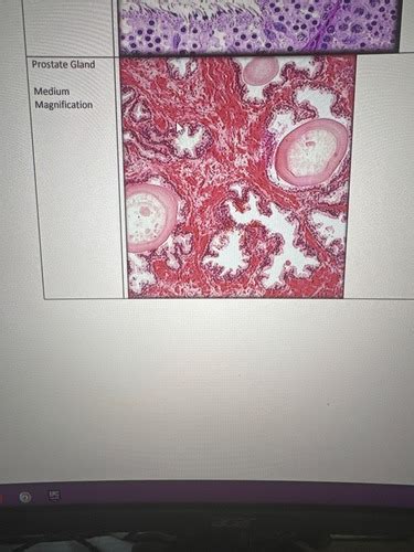 Lab Exam 3 Histology Flashcards Quizlet