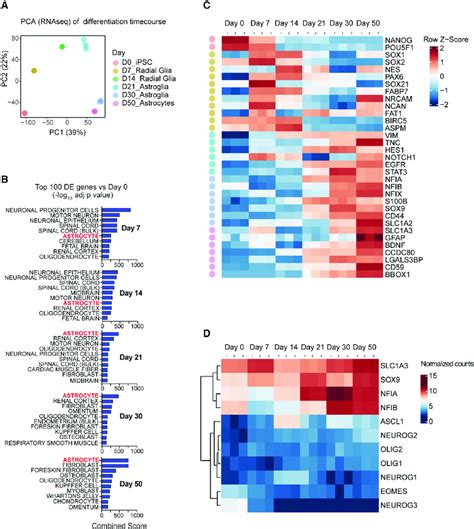 Transcriptomic Analysis Of Hpscs Differentiating Into Rgcs And Download Scientific Diagram