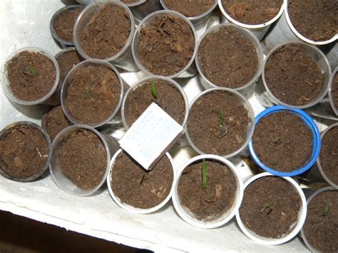 Амариллис 150 фото правила выращивания и ухода за растением в домашних условиях