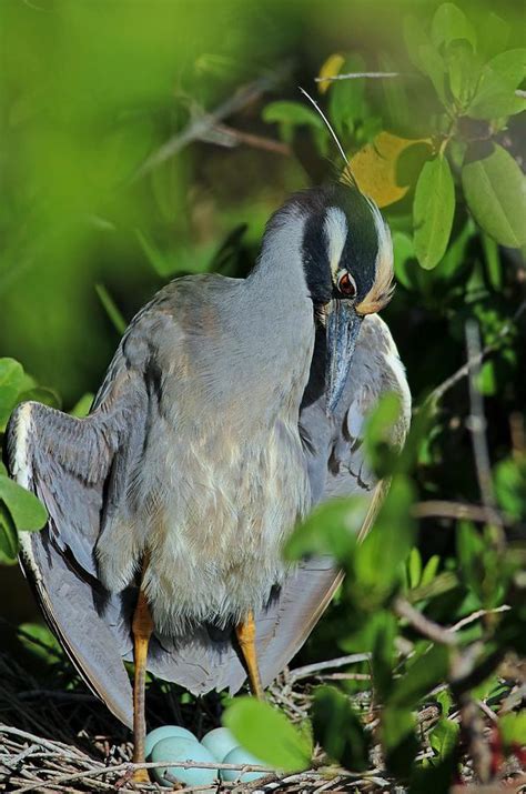 Im Gonna Be A Dad Photograph By Michiale Schneider Fine Art America