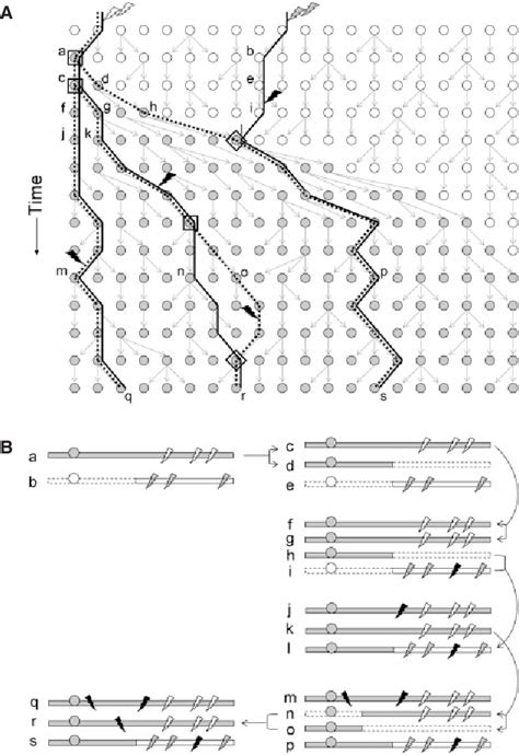 figure 1 from simulation of dna sequence evolution under models of