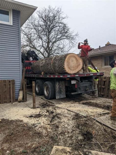 Tree Removal Services Brunswick OH