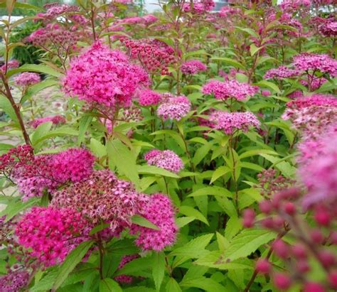Спирея японская Энтони Ватерер (Spiraea japonica 'Anthony Waterer ...