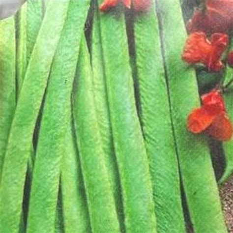 Runner Bean Streamline Multi Pack Coolings Garden Centre