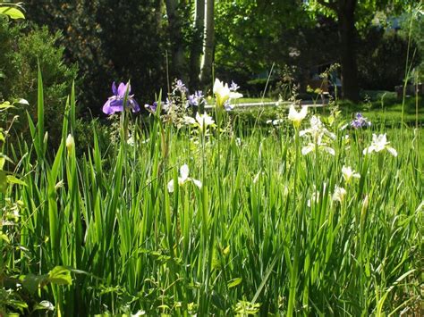 Irises And Trees Stock Image Image Of Garden Green 359442763
