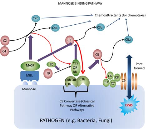 Filecomplement Mannose Binding Lectin Pathwaypng Wikivet Commons