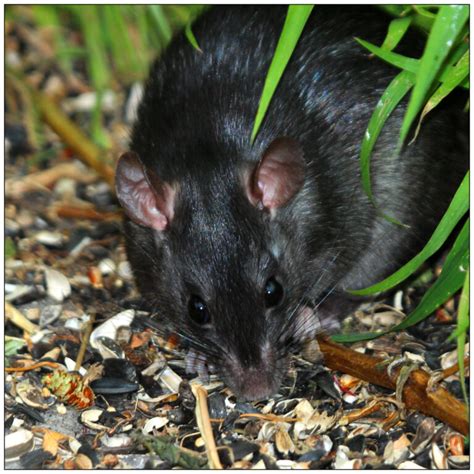 Invasive Species Four Species Of Rats Causing Global Issues