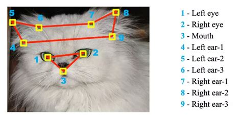 猫脸关键点检测大赛：三种方法，轻松实现猫脸识别！猫脸检测 Csdn博客