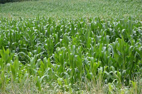 Maize Field Summer Free Photo On Pixabay