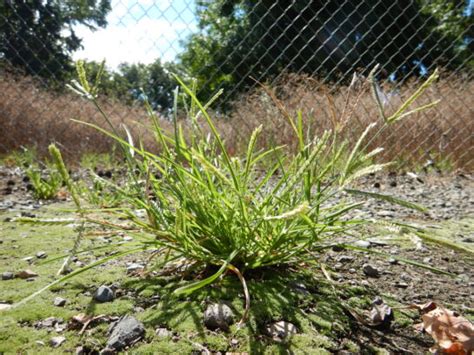 30 Incredible Benefits Of Goosegrass Eleusine Indica