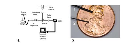 Subcellular Resolution Molecular Imaging Within Living Tissue By Fiber