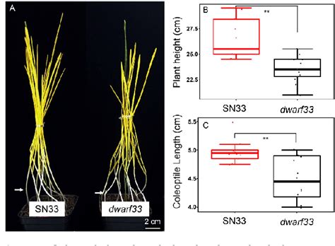 Figure 1 From Agronomic Trait Analysis And Genetic Mapping Of A New