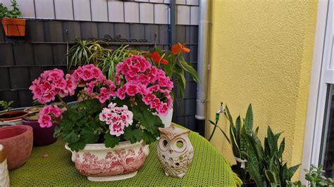 344 Влог обо всём понемногу вышивка прогулки и садовый участок Youtube