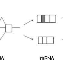 Alternative Splicing Exon Skipping Rectangles Represent Exons In The Download Scientific