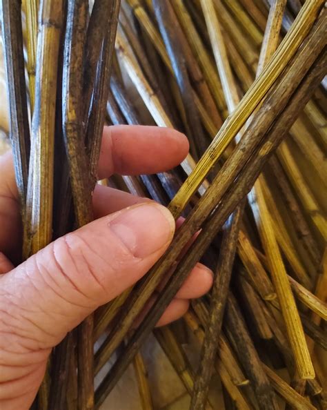 Big Yarrow Stalks 51 For I Ching Divination Etsy