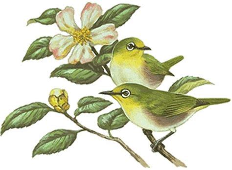 メジロ｜日本の鳥百科｜サントリーの愛鳥活動 桜 デザイン イラスト 鳥 ぬり絵
