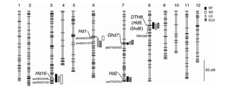 Chromosomal Locations Of The Heading Date Qtls Detected In The Download Scientific Diagram