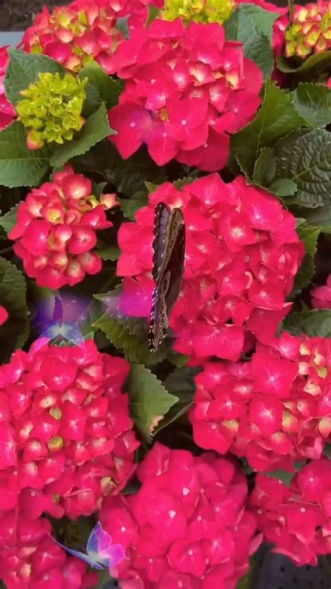 Пин от пользователя АЛЬБЕРТ на доске Ваши пины Цветы Романтические идеи Гортензия