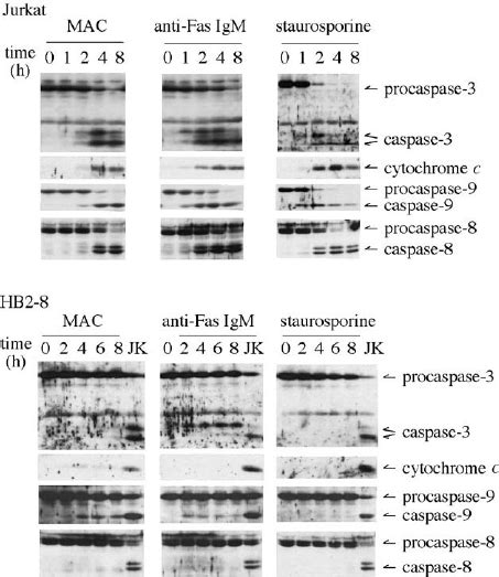 Caspase Activation And Cytochrome C Release During Apoptotic Processes
