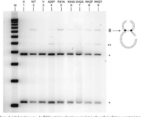 Figure 1 From The Helix Turn Helix Motif Of Bacterial Insertion Sequence Is911 Transposase Is