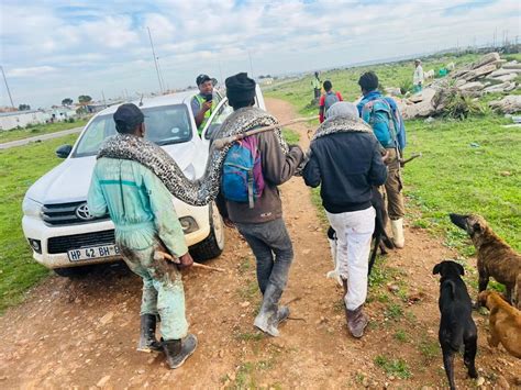 Picture Of Hunters Carrying ‘extinct Rock Python Stuns Conservationists