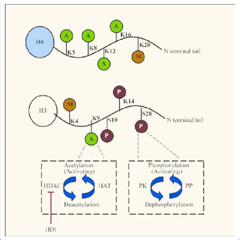 Schematic Of The Covalent Histone Modification Observed On H3 And H4 Download Scientific