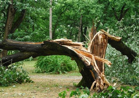 Exploding Trees From Cold A Rare Winter Phenomenon Taft Independent