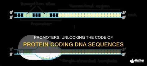 Promoters Unlocking The Code Of Protein Coding Dna Sequences Medshun