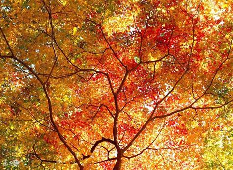 最美的5張楓樹林圖片 每日頭條