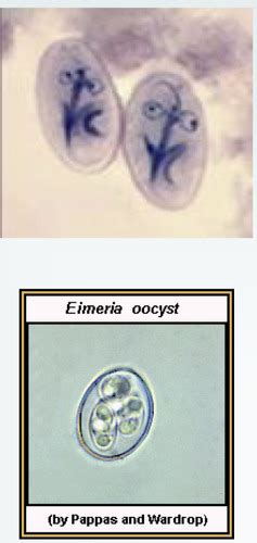 Introduction To Protozoans And Trichomonads Flashcards Quizlet