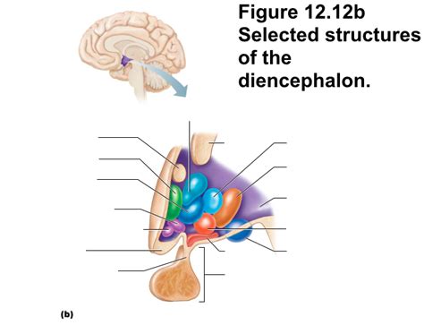 Diencephalon Diagram Quizlet